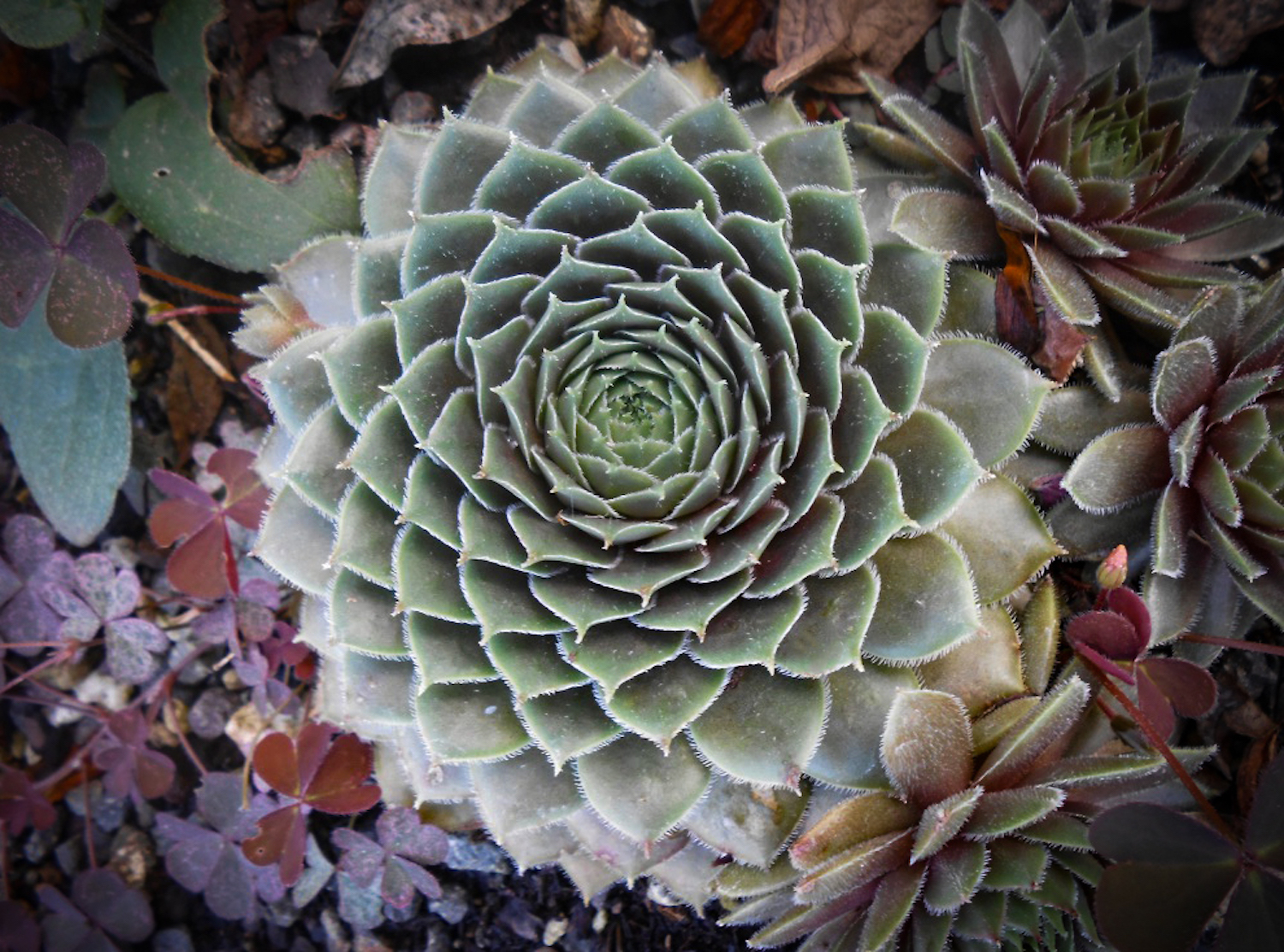 Images 3 – MoonCat